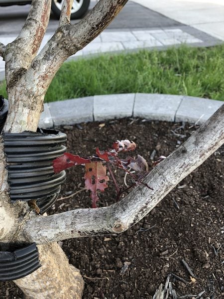 Why is my Japanese maple tree dying? - RedFlagDeals.com Forums