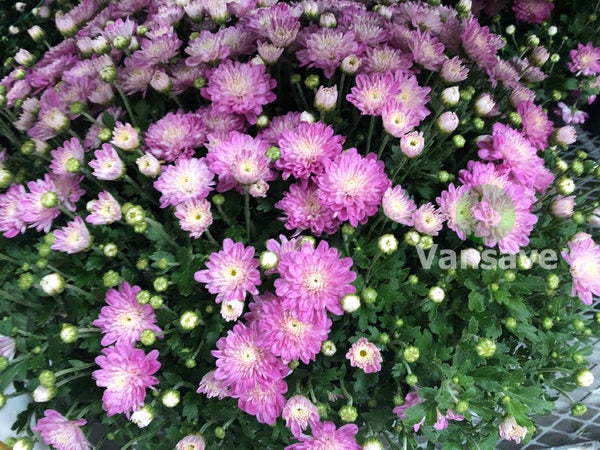 [Costco] Gorgeous Belgium Mums Tubs 14" are back! $11.99 - RedFlagDeals ...