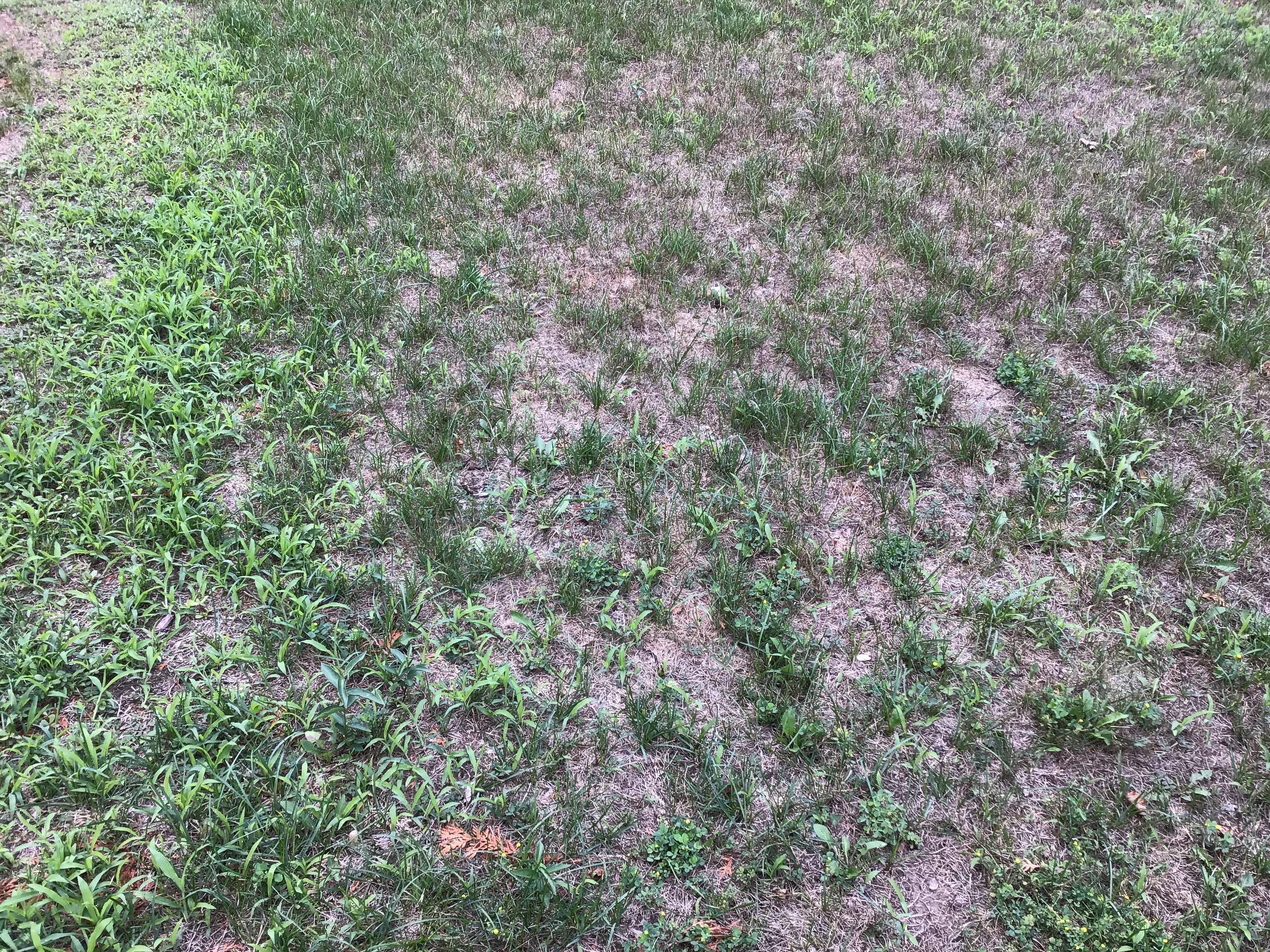 What to do with my destroyed lawn? - RedFlagDeals.com Forums