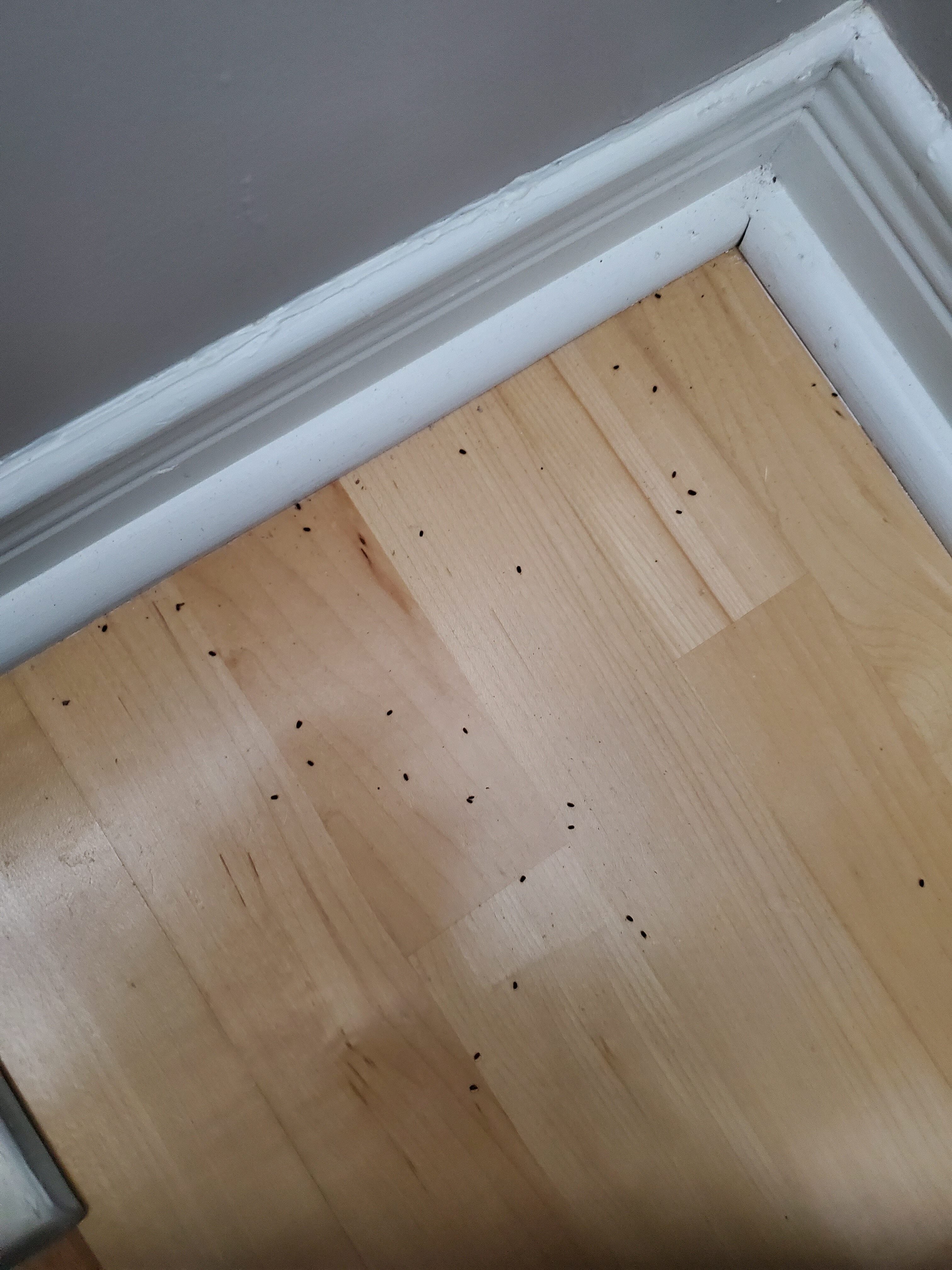 What are these insects? - RedFlagDeals.com Forums