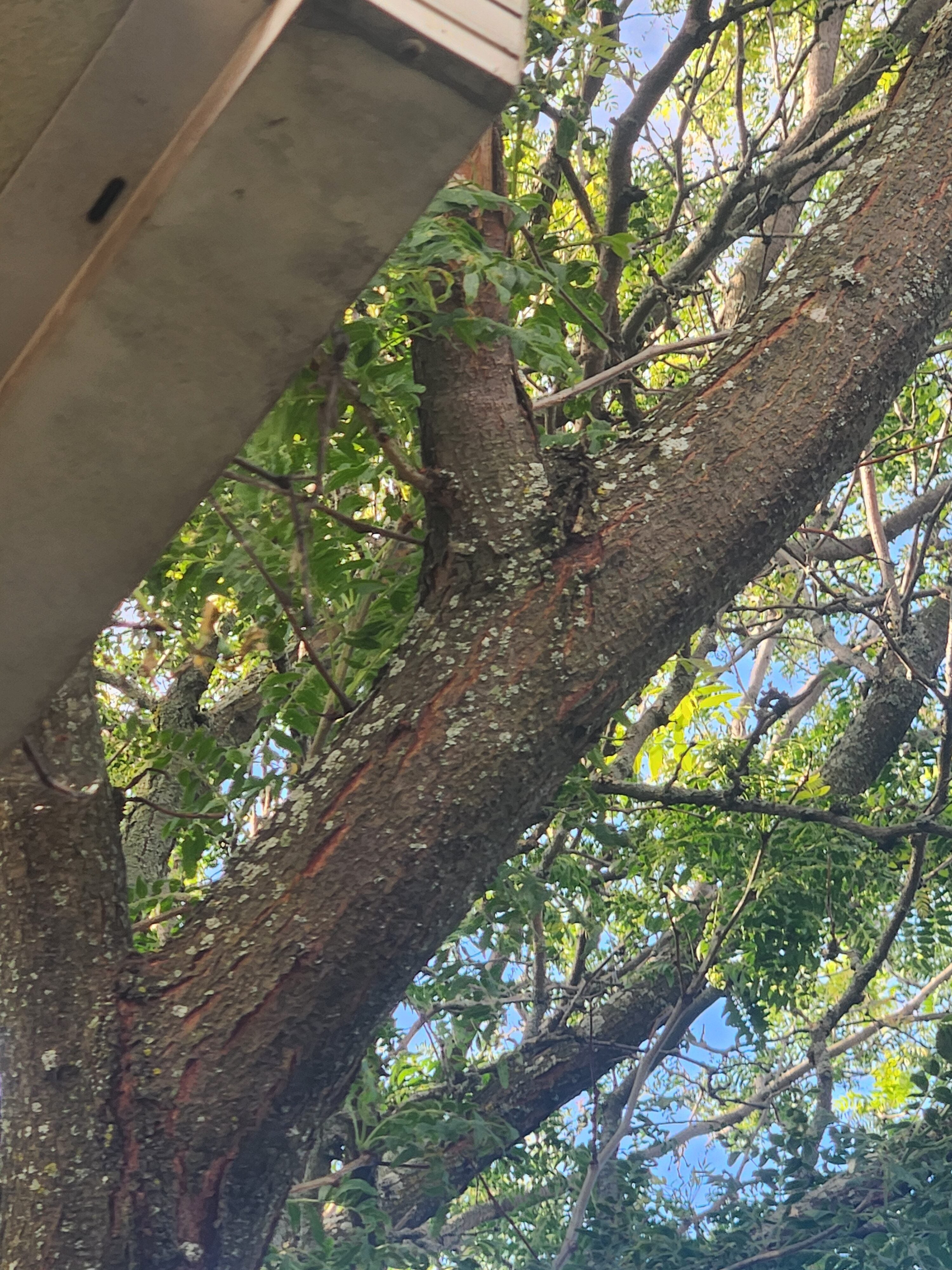 Cut this branch down.. what should I worry about - RedFlagDeals.com Forums