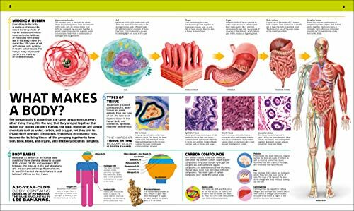 [Amazon.ca] Knowledge Encyclopedia - Human Body! (Hardcover) by DK ...