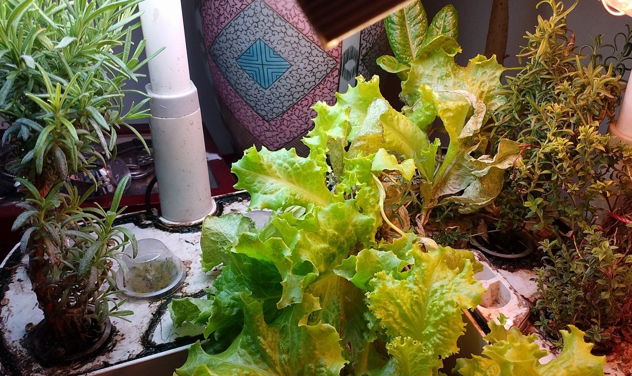 [Amazon.ca] [Black Friday] AeroGarden Grow Anything Seed Pod Kit (50 ...